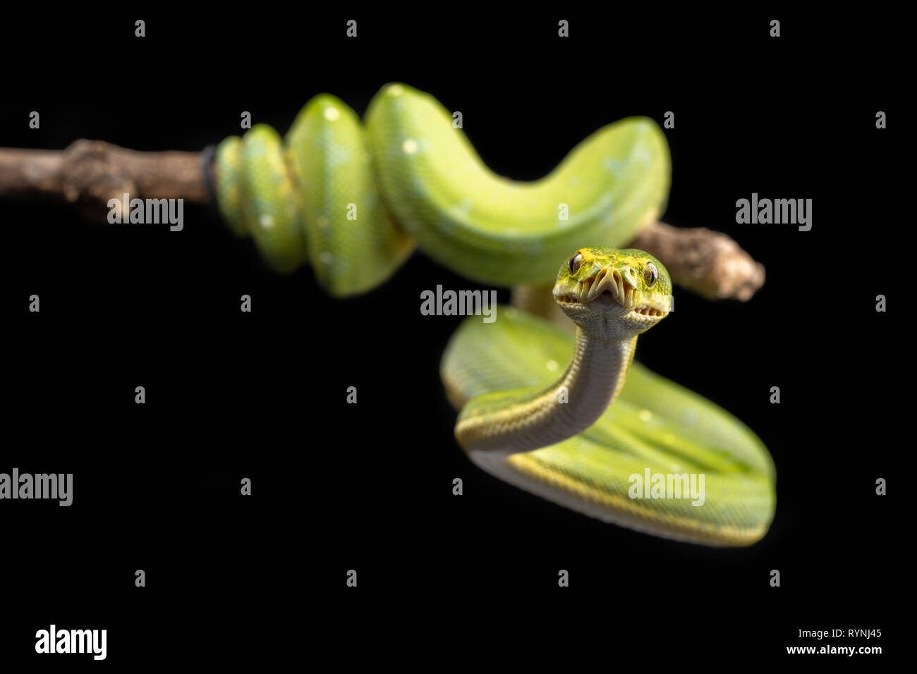 Green tree python / Morelia viridis Stock Photo - Alamy