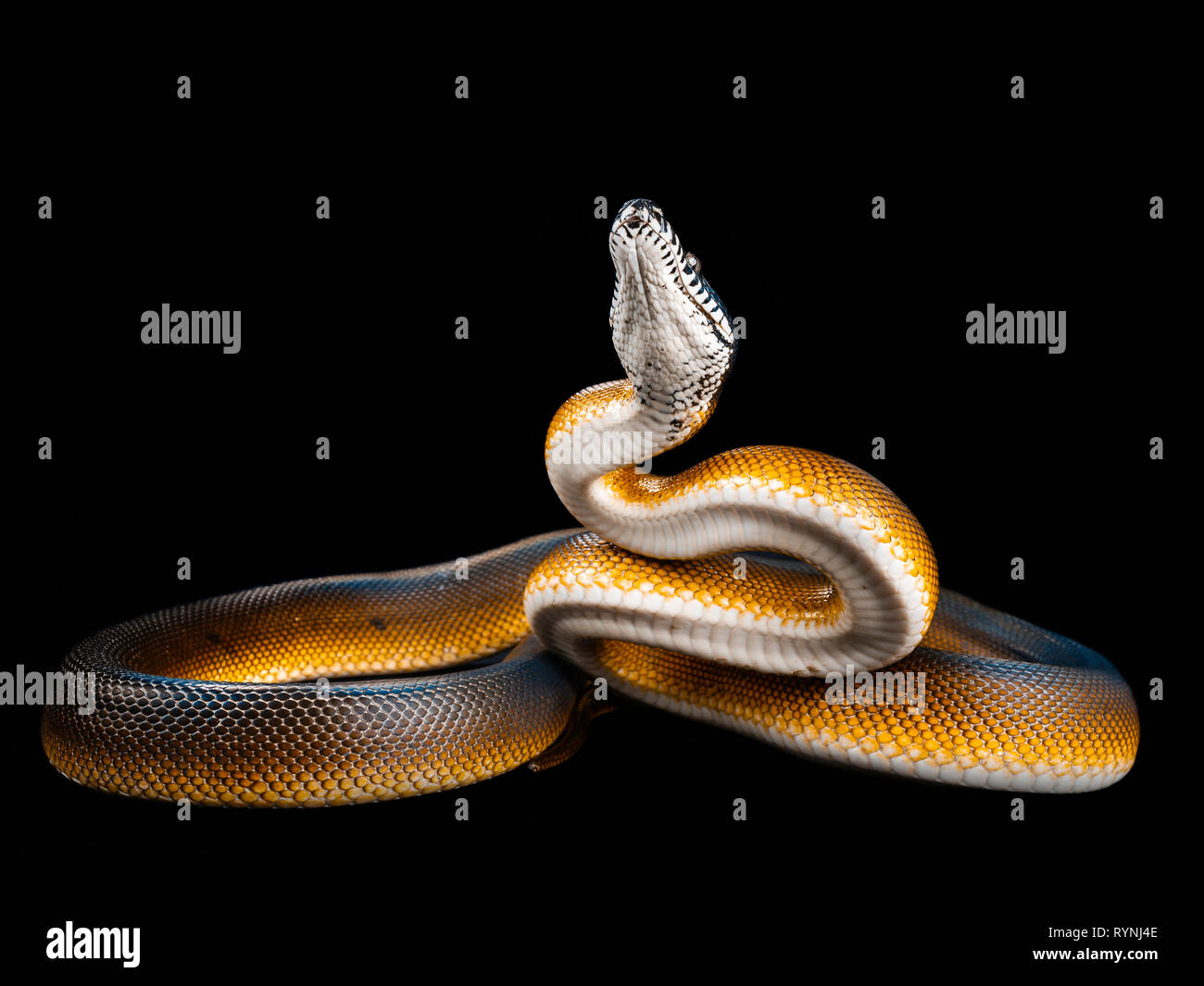 Snake photography tips hi-res stock photography and images - Alamy