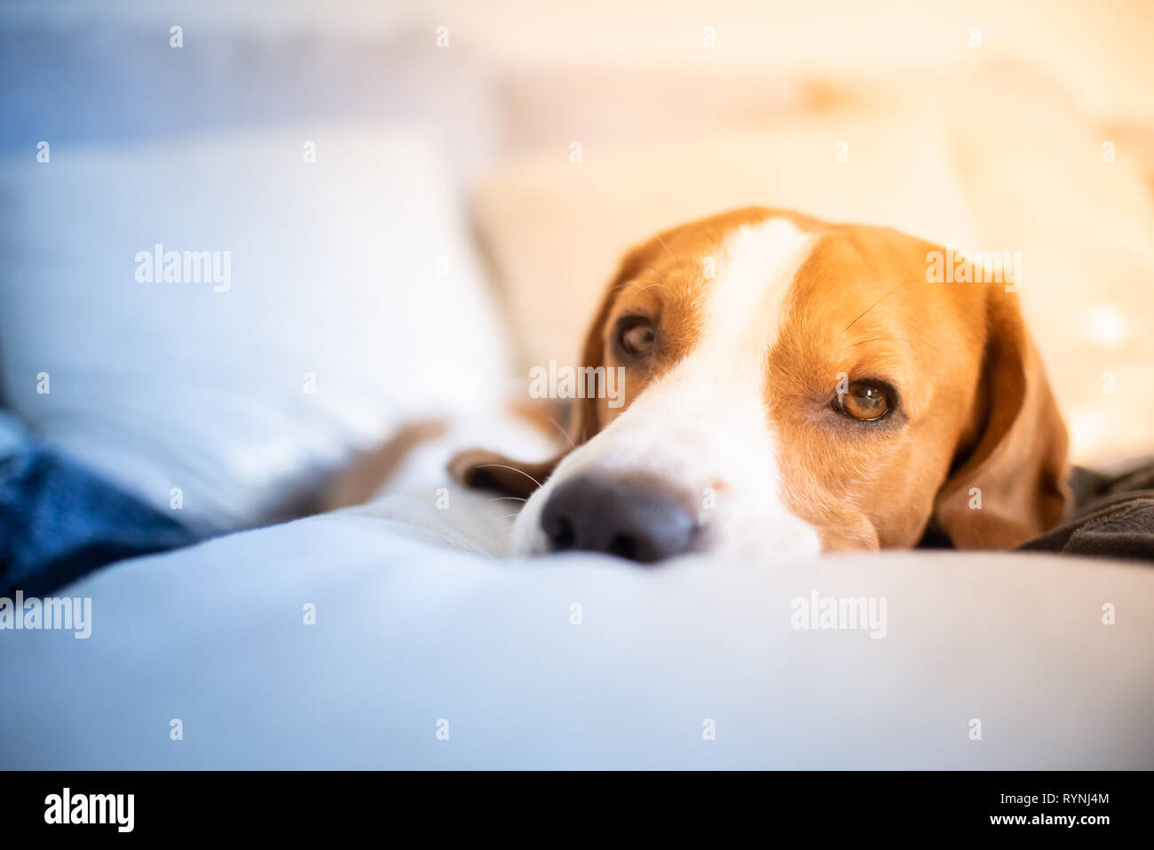 Dog tired sleeps on a couch, looking at camera. Beagle on sofa Stock ...