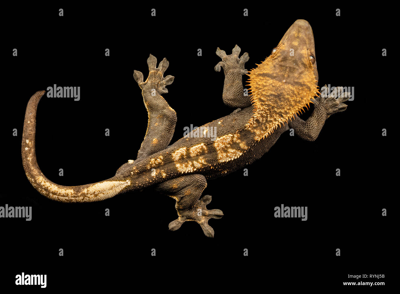 Giant Gecko High Resolution Stock Photography and Images - Alamy