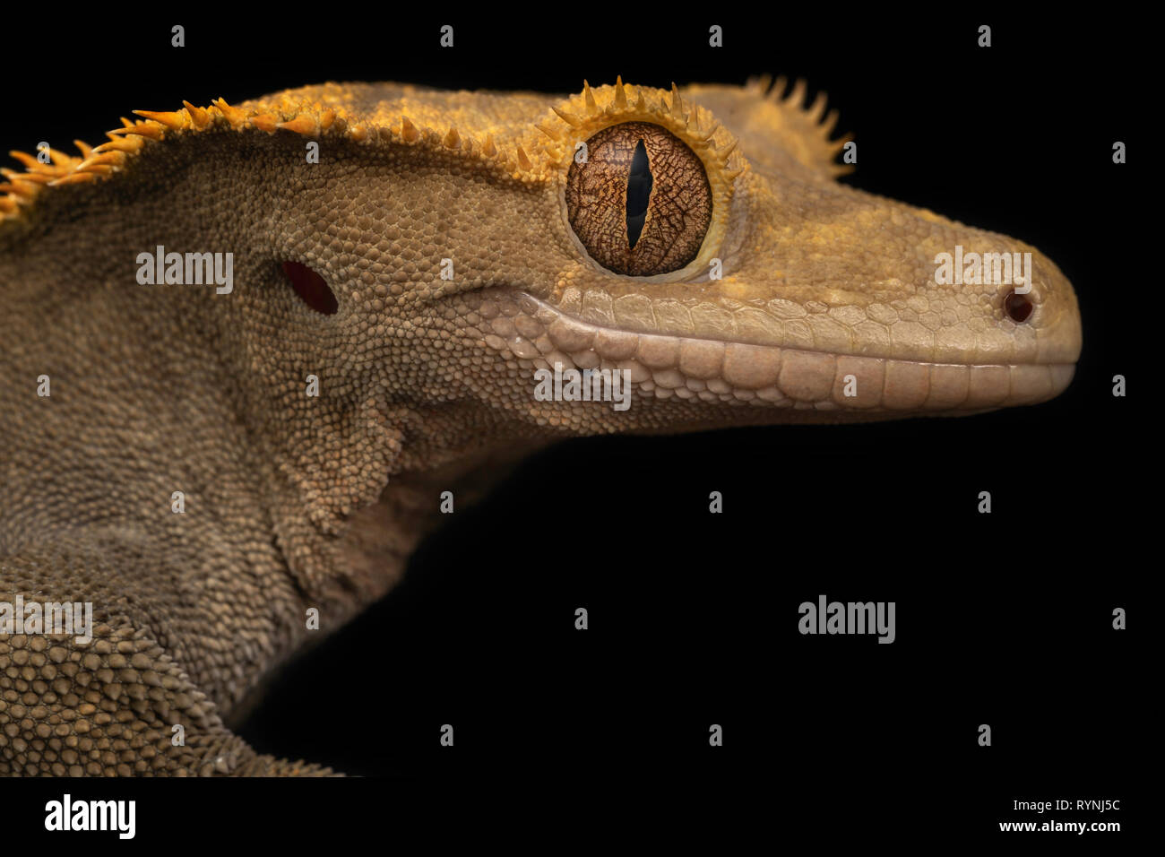 Giant Gecko High Resolution Stock Photography and Images - Alamy