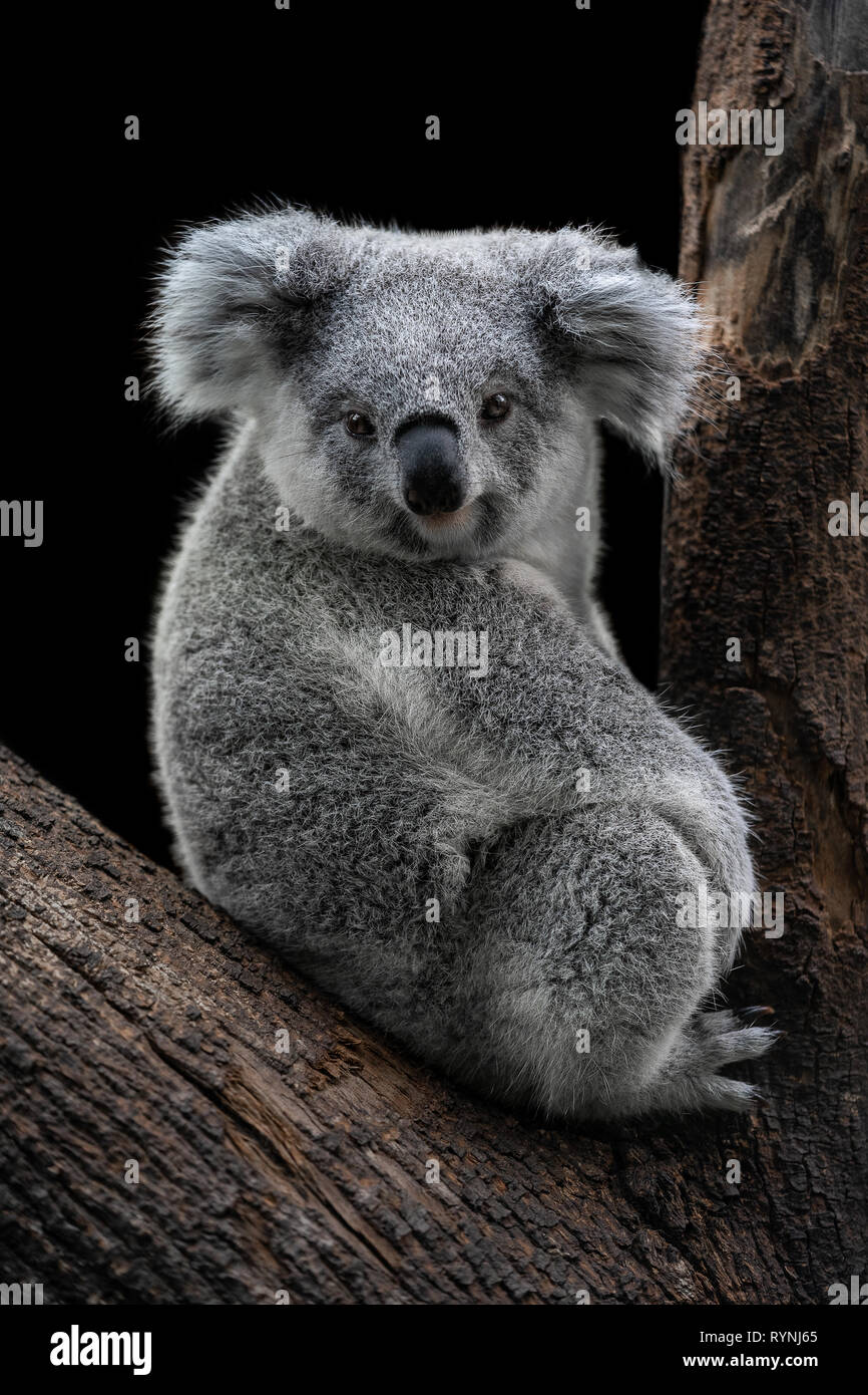 Baby of koala hi-res stock photography and images - Alamy