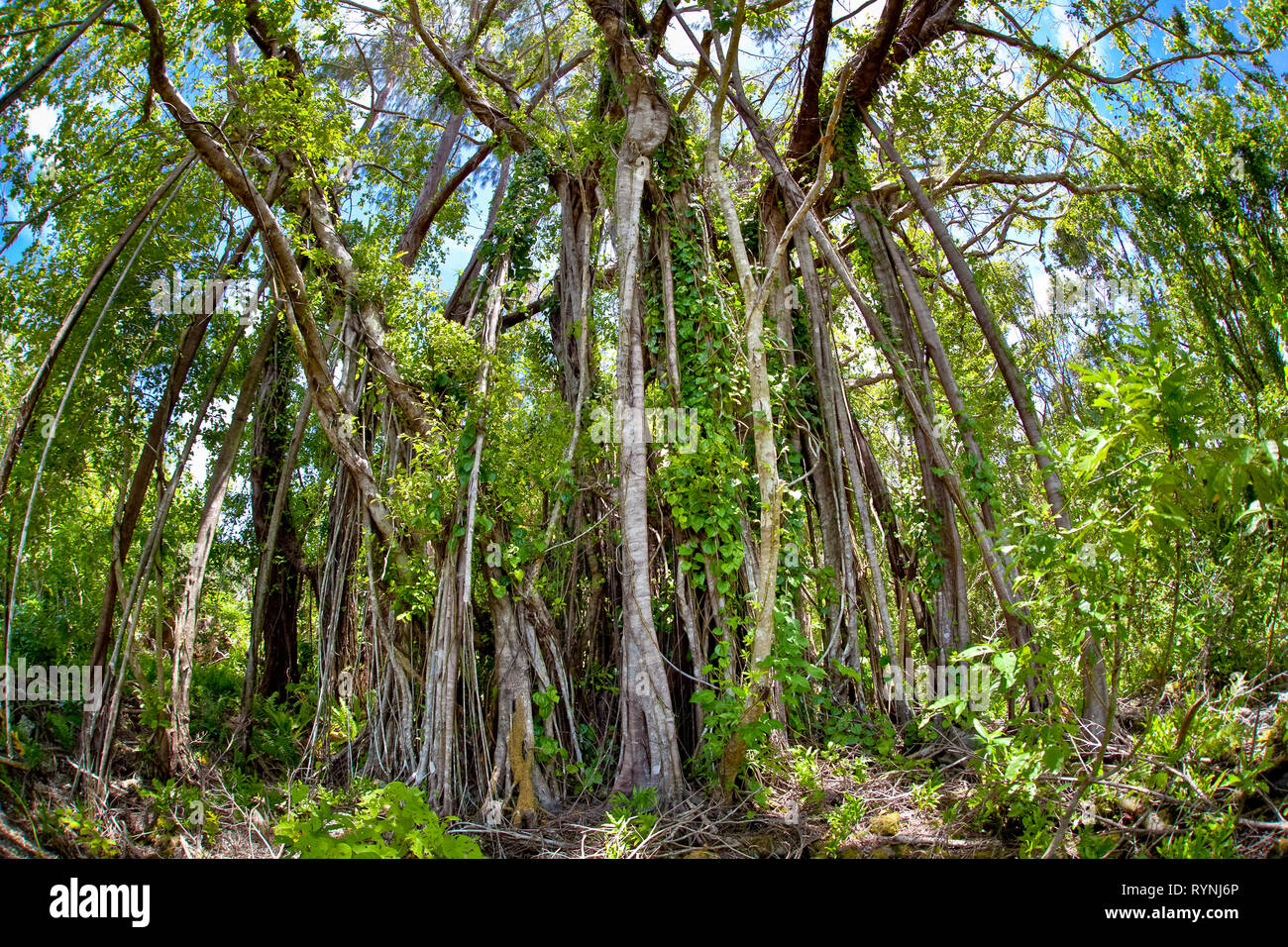 Ficus plant hi-res stock photography and images - Alamy