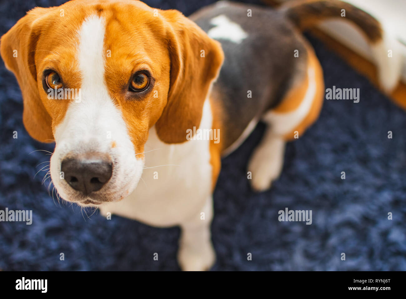 Beagle dog waiting at the window hi-res stock photography and images ...