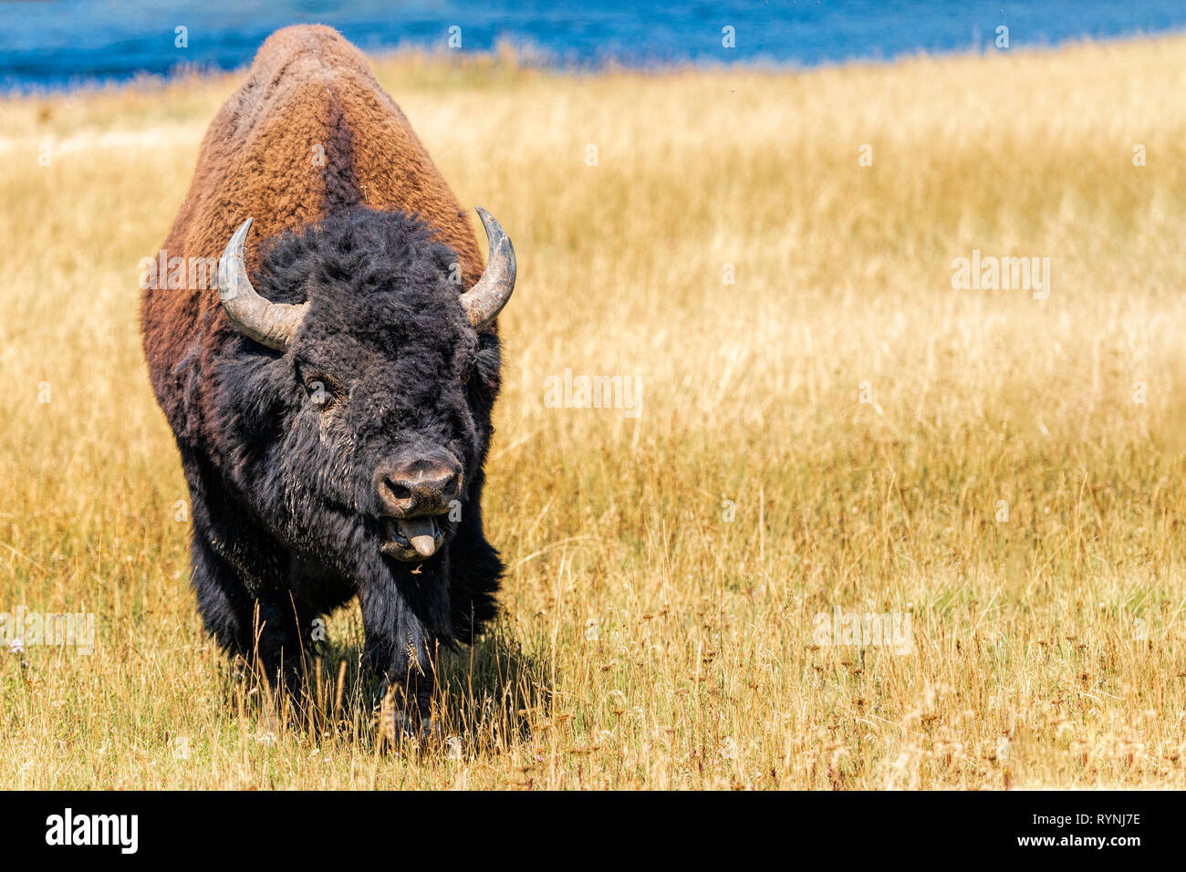 Alpha male bull Bison bleating after wining a challenge for dominance ...