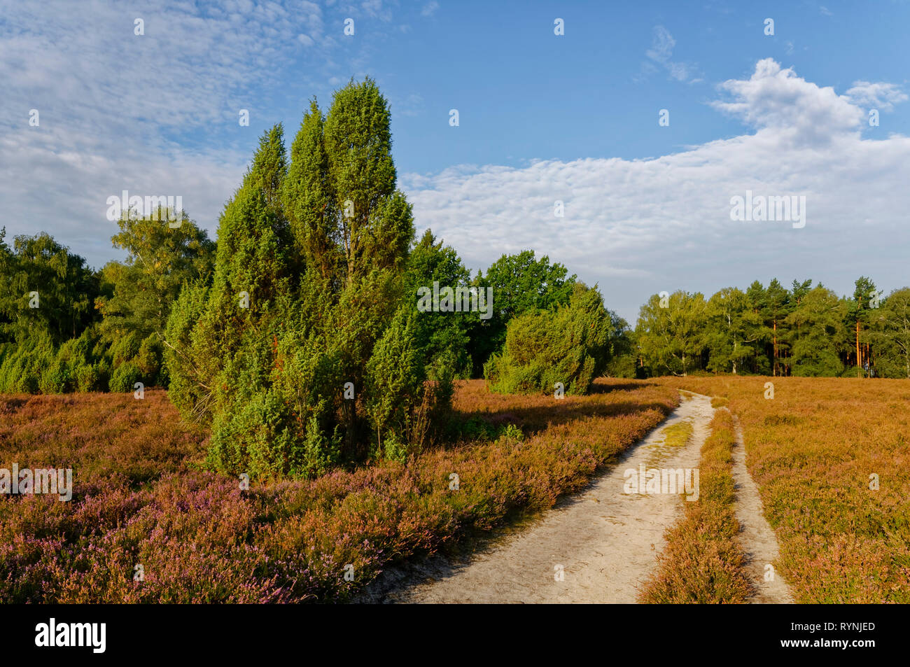 Lüneburger Heide (Lüneburg Heath): Blooming heather and junipers on the ...