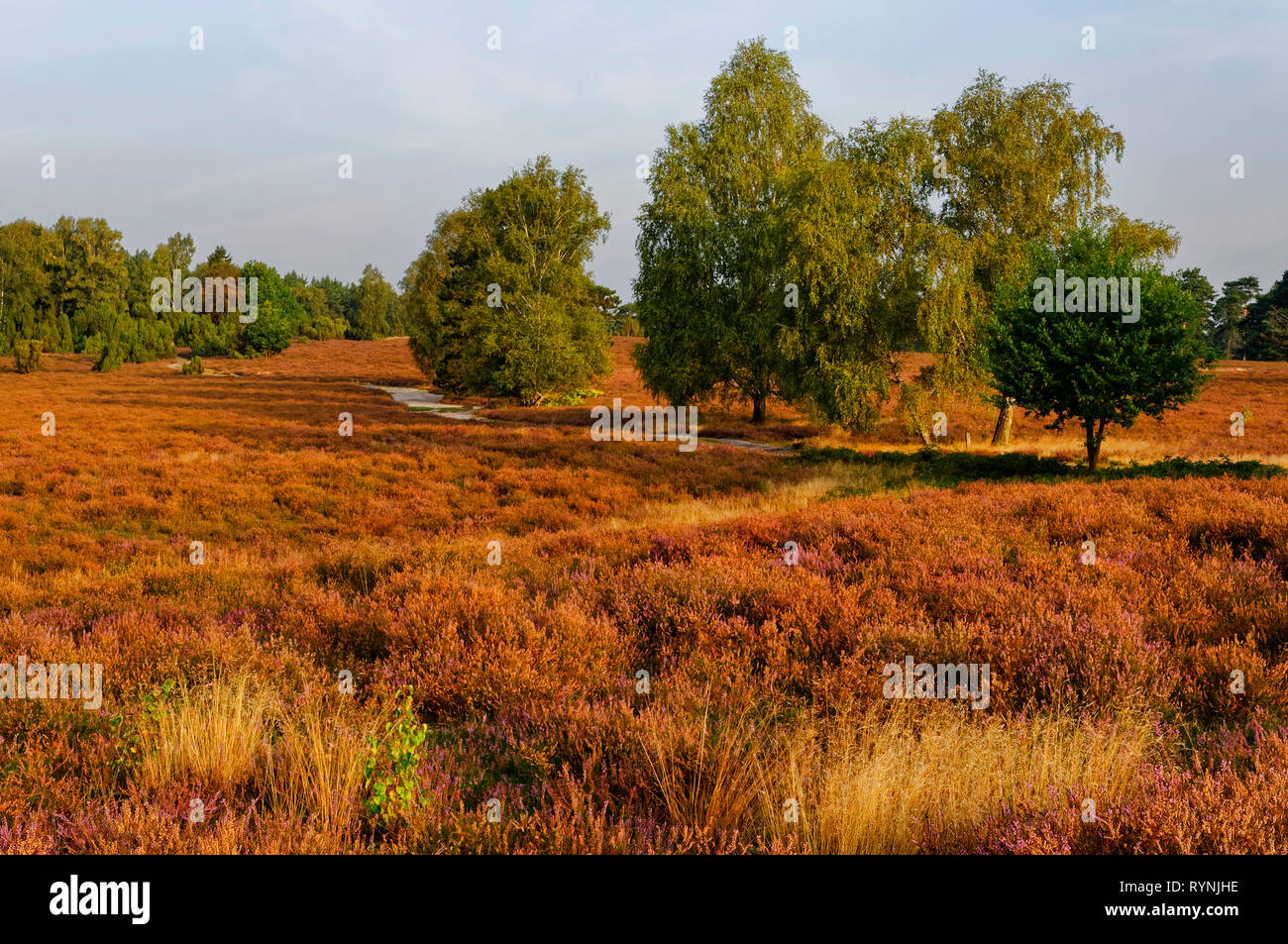 Luneburger heide nature park hi-res stock photography and images - Alamy