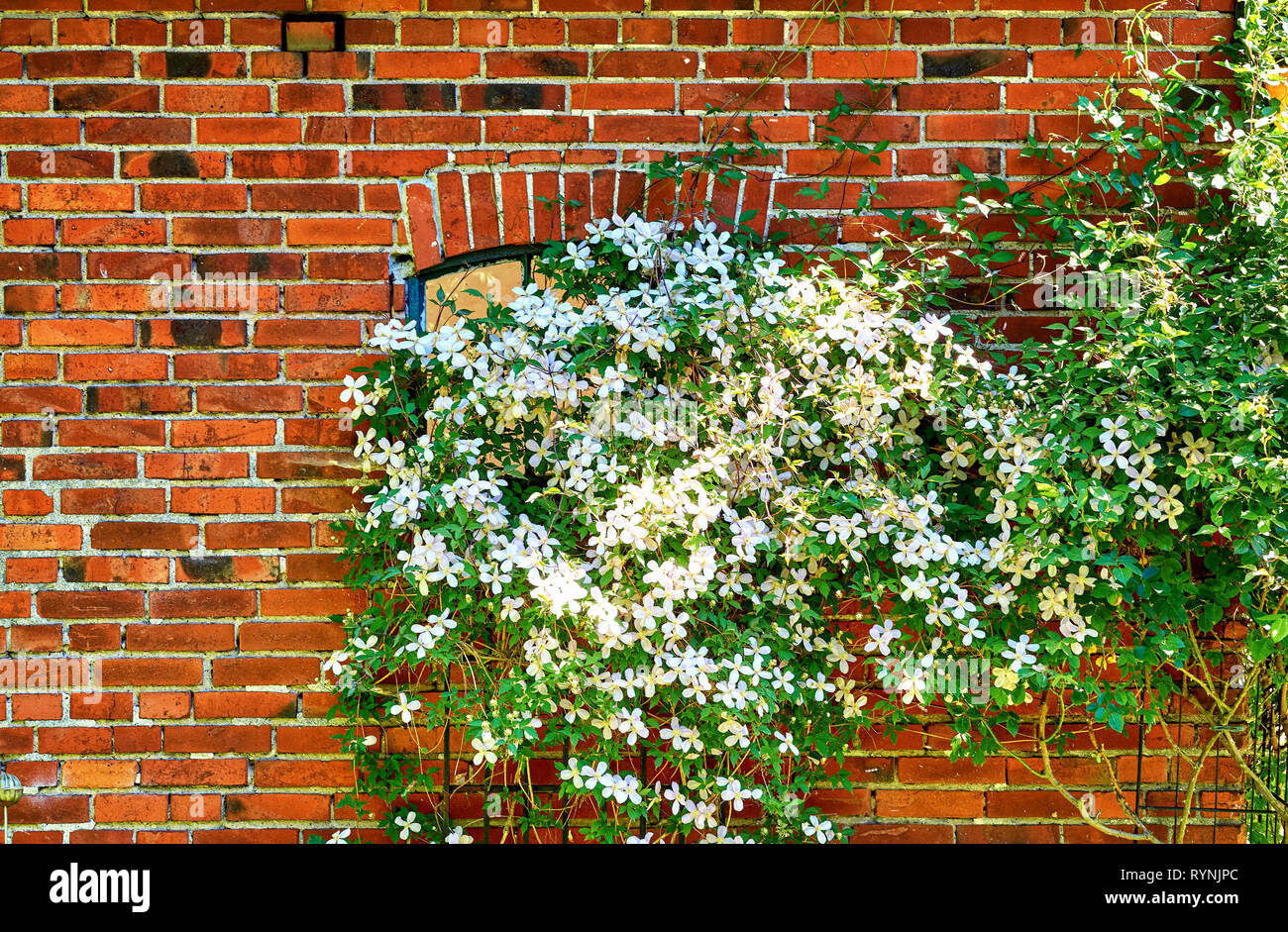 Clematis house hi-res stock photography and images - Alamy
