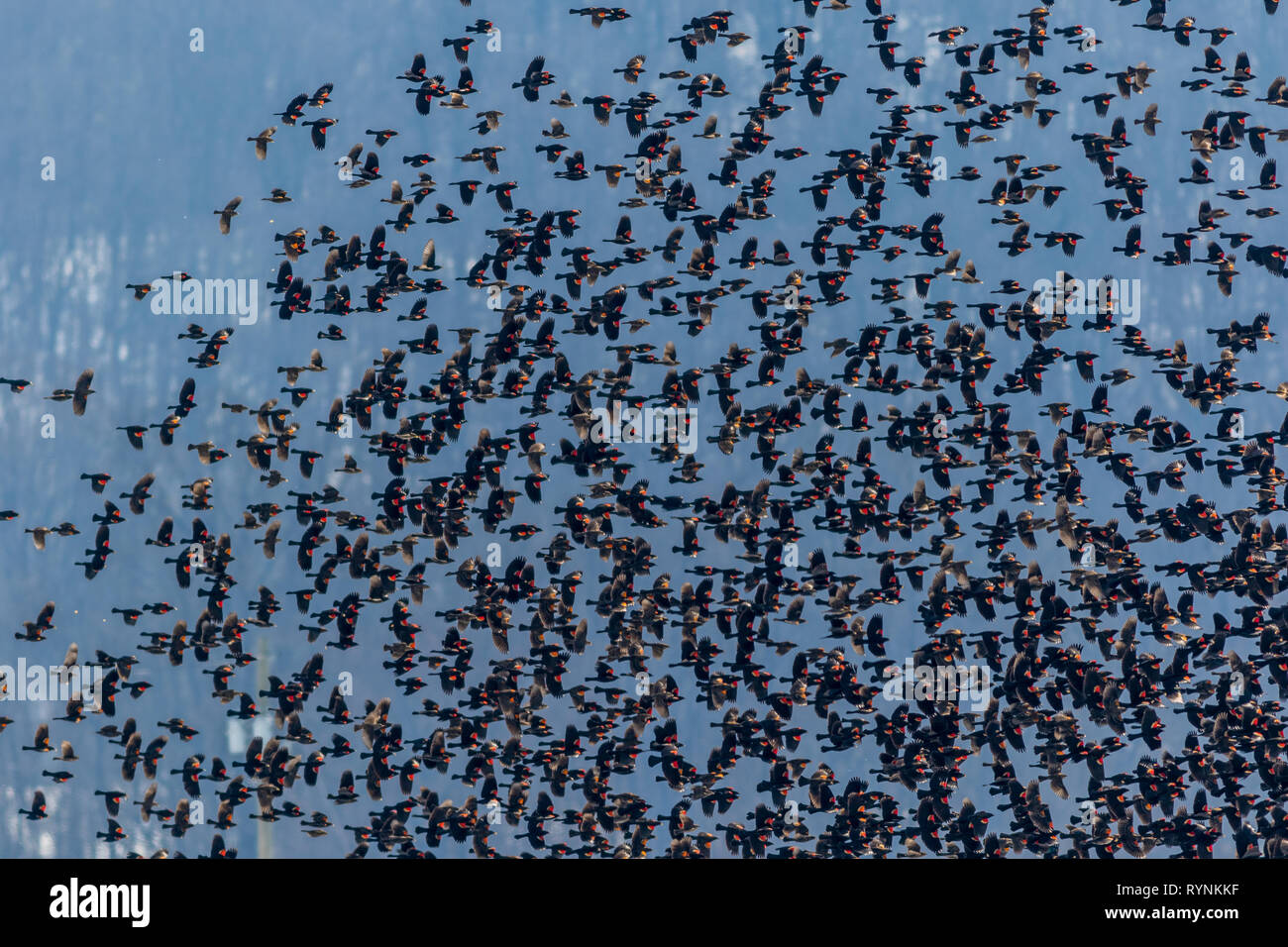 Red Winged Blackbird (Agelaius phoeniceus) migration flies in amazing ...