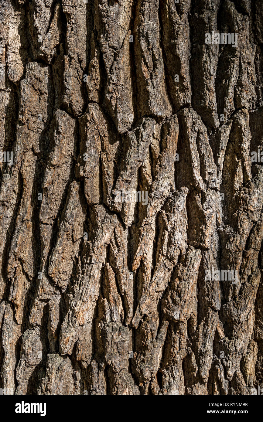 Texture of bark wood use as natural background. Rough textured knot on ...