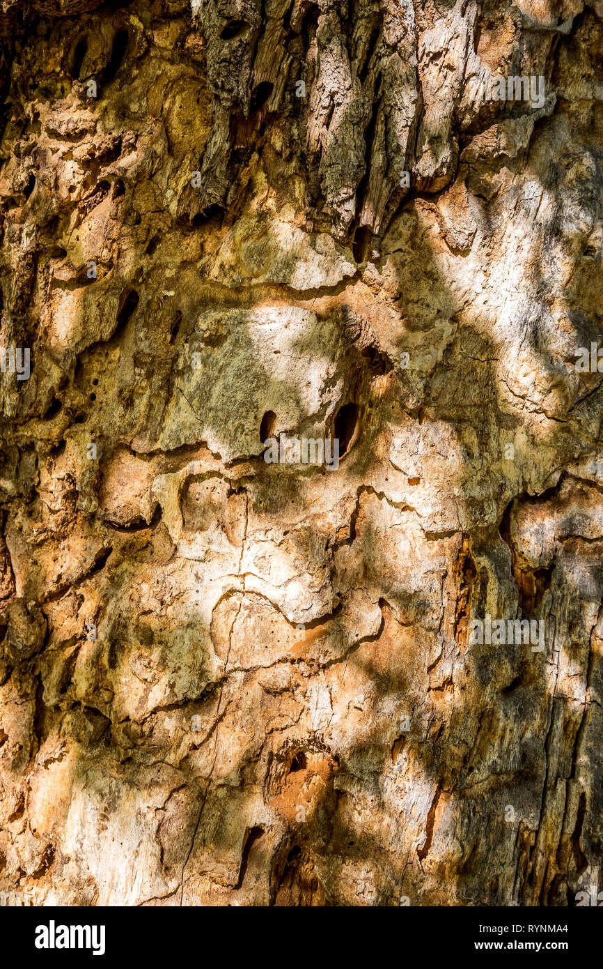 Texture of bark wood use as natural background. Rough textured knot on ...