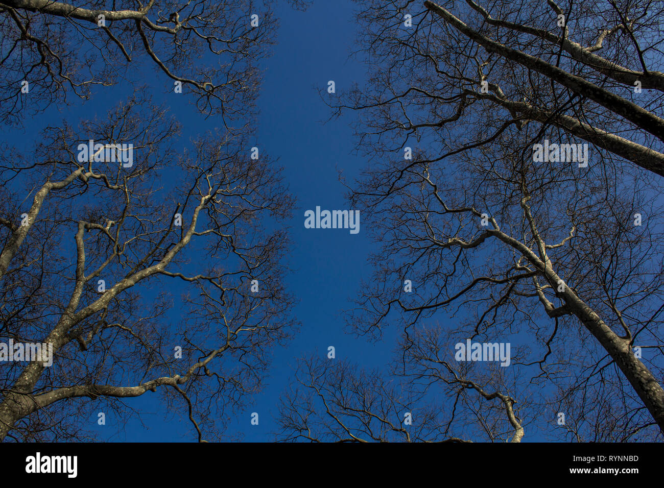 Beautiful birch trees shot hi-res stock photography and images - Alamy