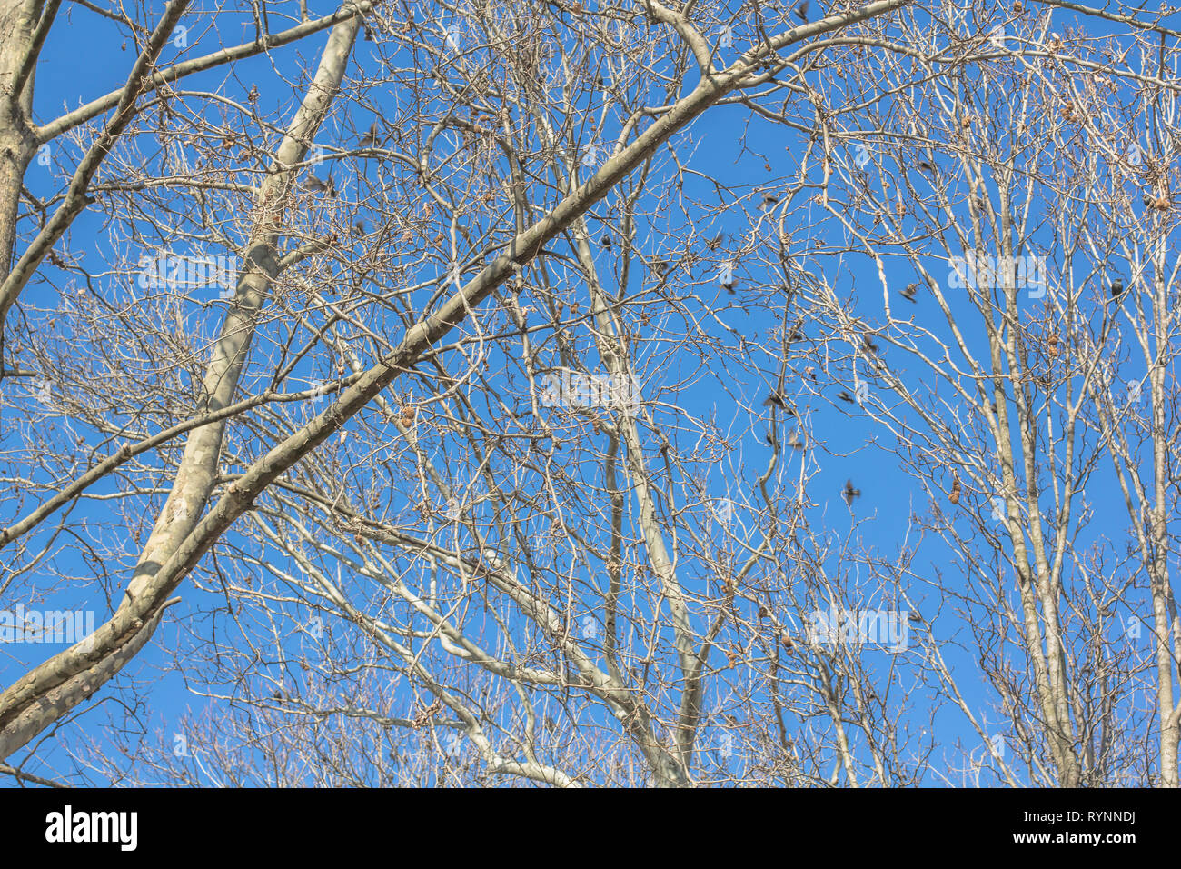 Texture of tree branches. Blue sky and birds flies by Stock Photo - Alamy