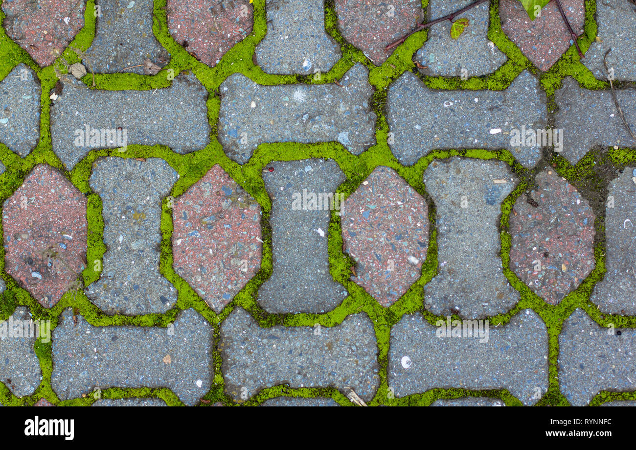 Texture. Paving stones and moss between bricks Stock Photo - Alamy