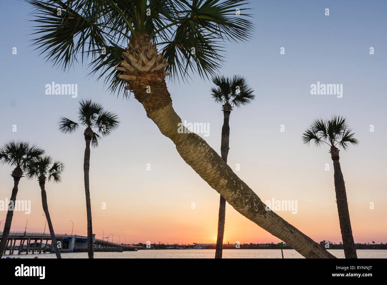 Sabal palms sunset hi-res stock photography and images - Alamy
