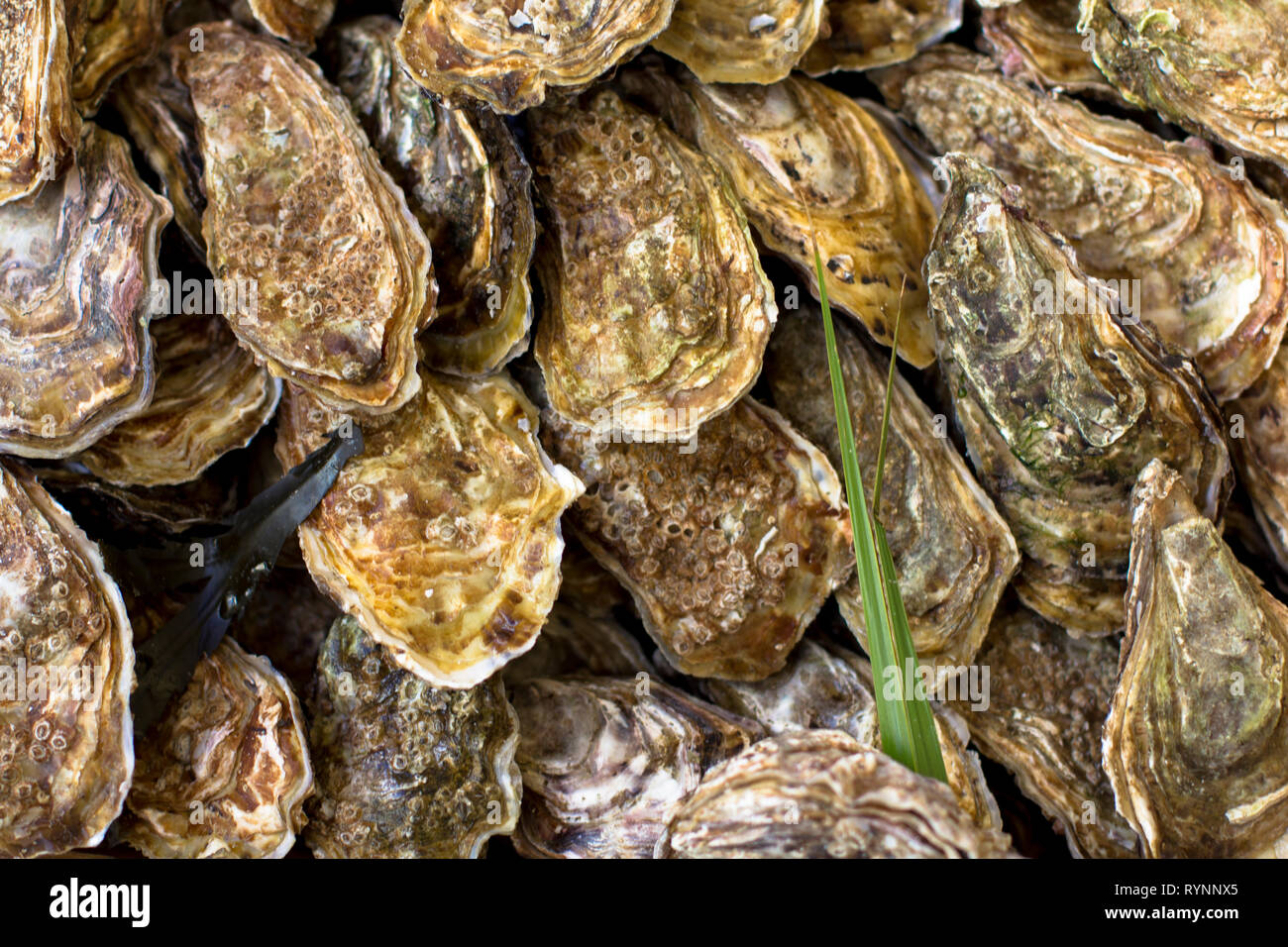 Oysters on the counter in wooden boxes on the market. Oysters for sale ...