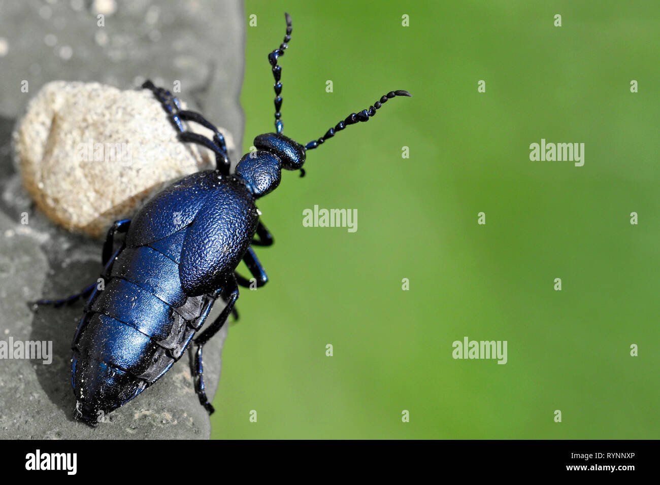 Black oil beetle hi-res stock photography and images - Alamy