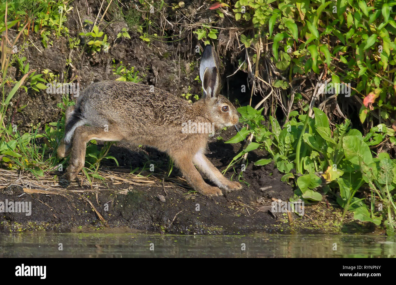 Hare leaping hi-res stock photography and images - Alamy