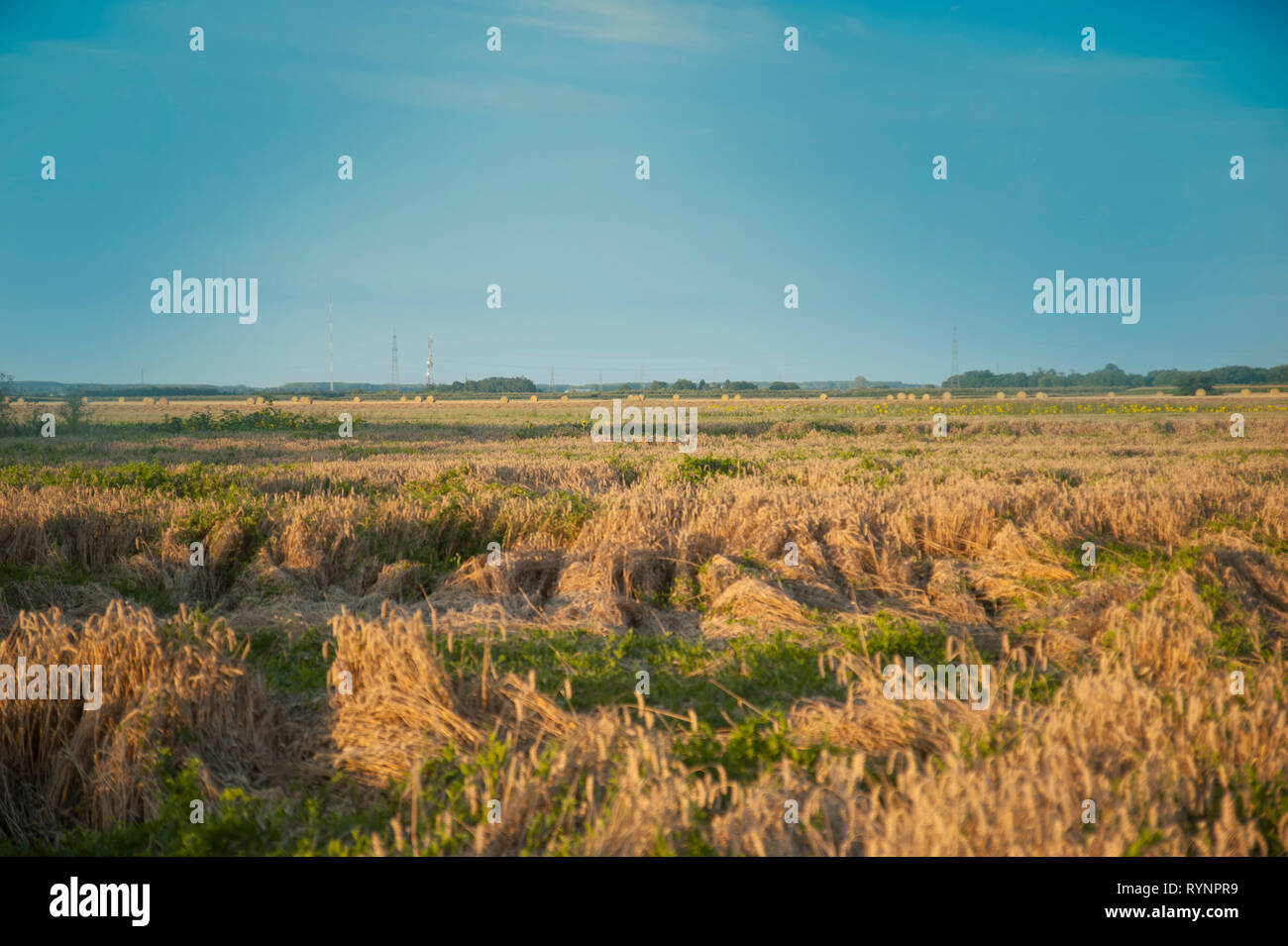 Field of hay and field with grain and grass Stock Photo - Alamy