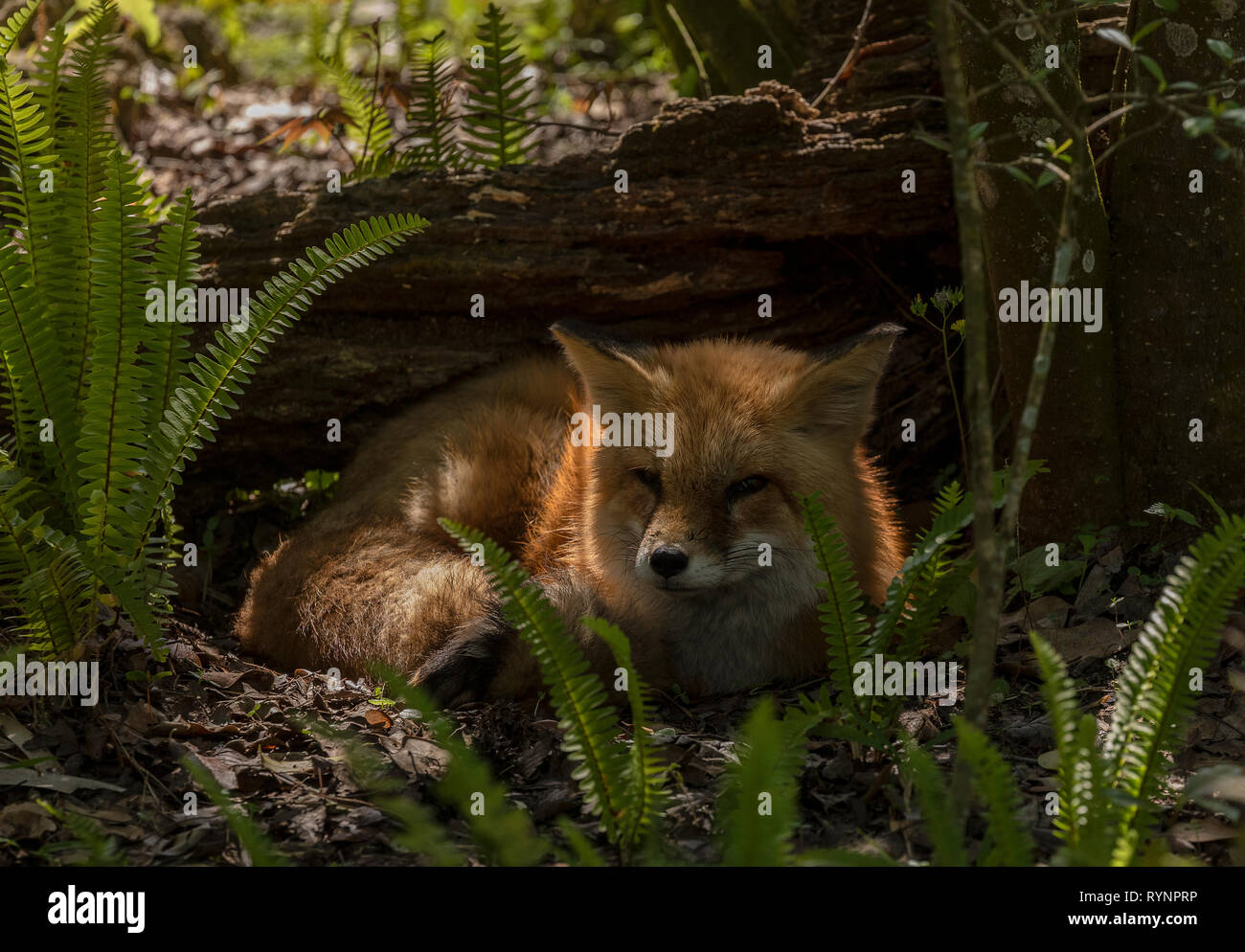 Resting wildlife hi-res stock photography and images - Alamy