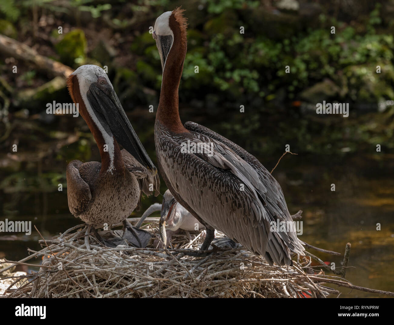 Baby brown pelican hi-res stock photography and images - Alamy