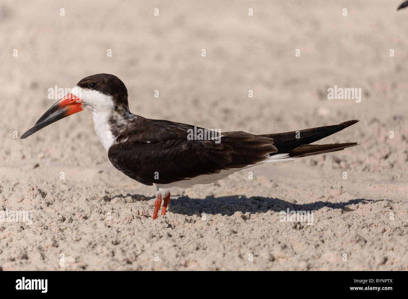 Black Skimmer, Rynchops niger, resting on beach, in winter. Florida ...