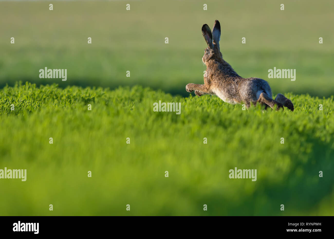 Hare leaping hi-res stock photography and images - Alamy