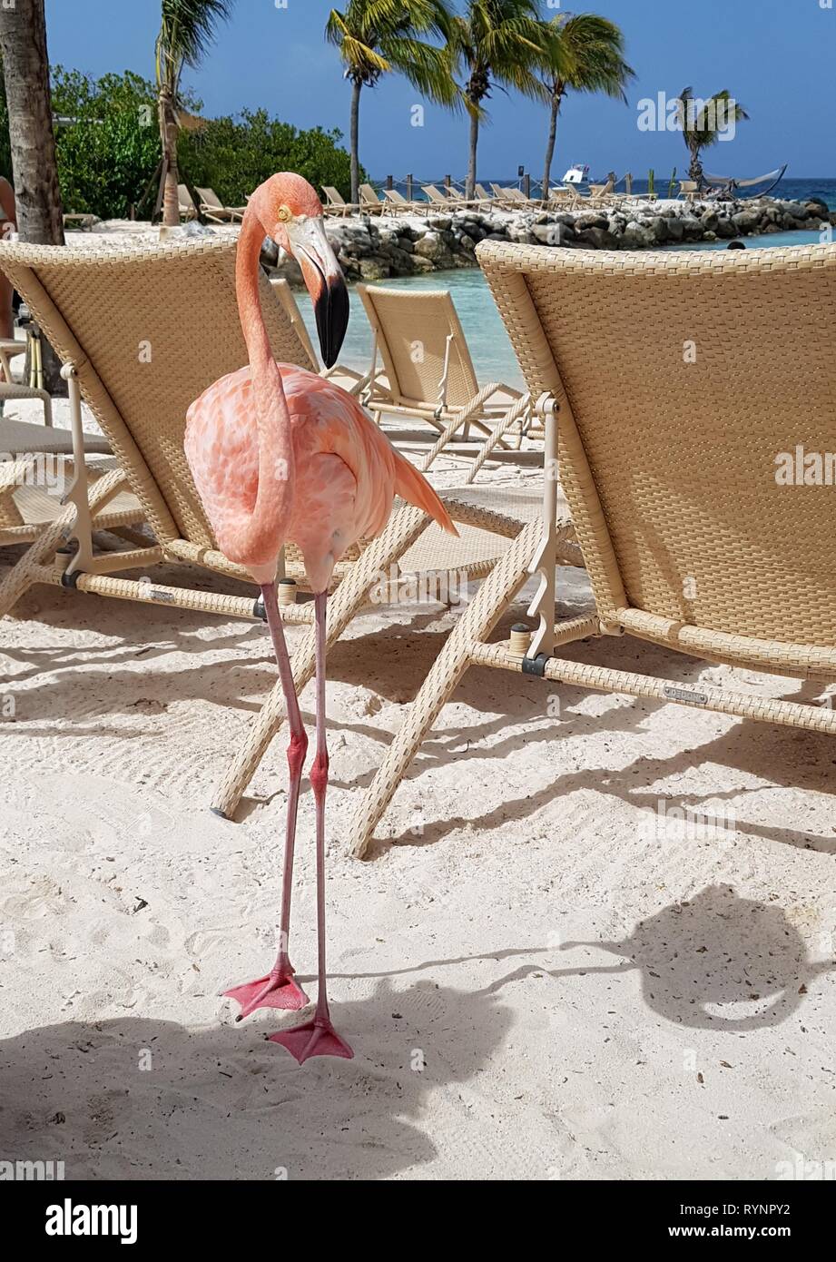 Big fat flamingo in between the beach beds of Aruba island Stock Photo ...
