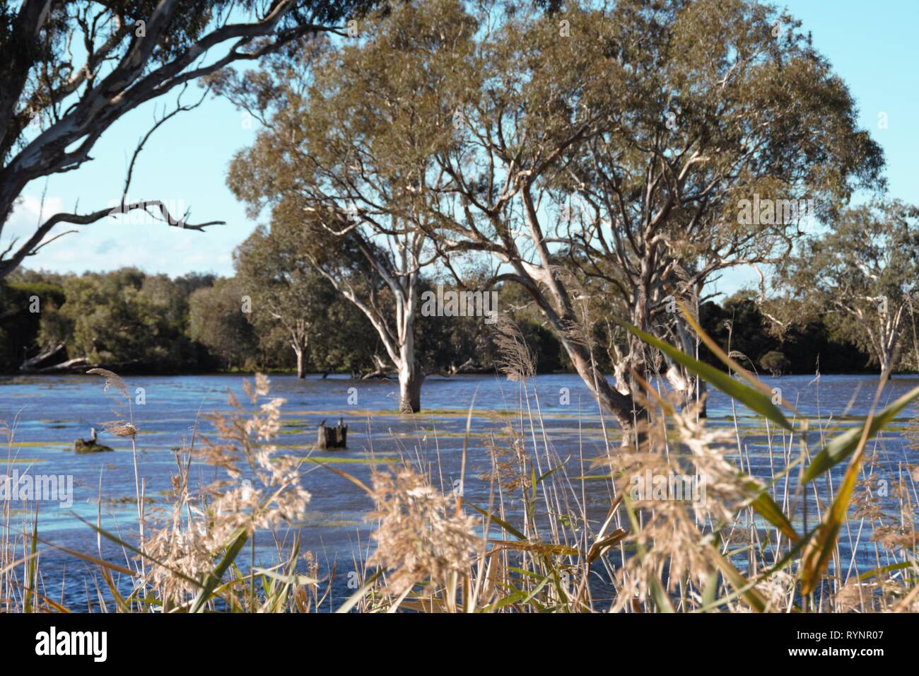 Water water water – outback floated in Australia Stock Photo - Alamy