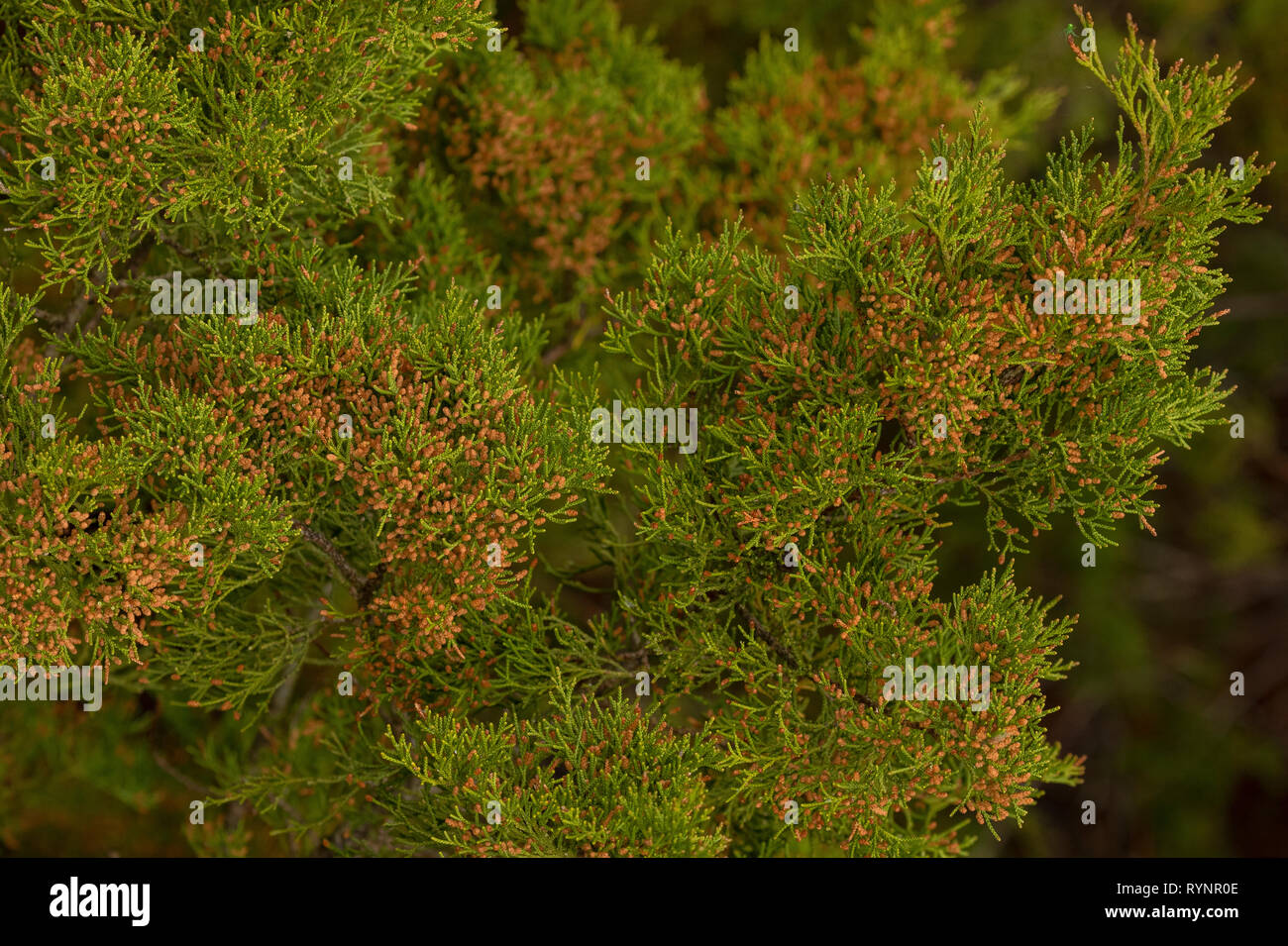 Eastern red cedar tree hi-res stock photography and images - Alamy