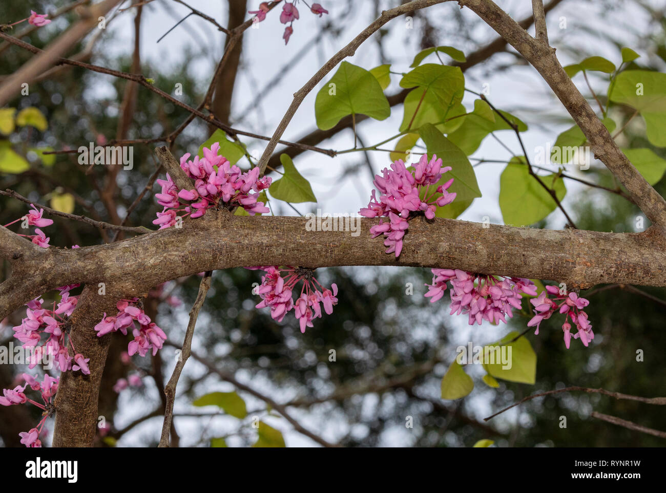 Eastern redbud hi-res stock photography and images - Alamy