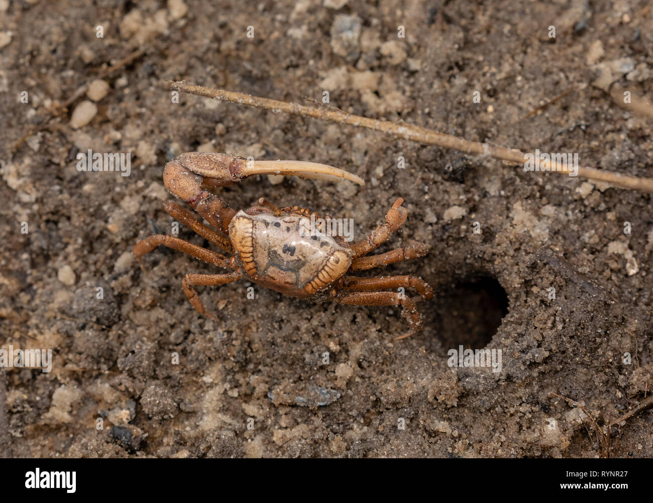 Male Gulf Coast Fiddler Crab, Uca panacea, feeding and displaying by ...