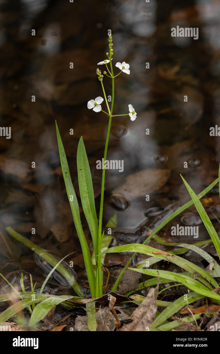 Sagittaria hi-res stock photography and images - Alamy