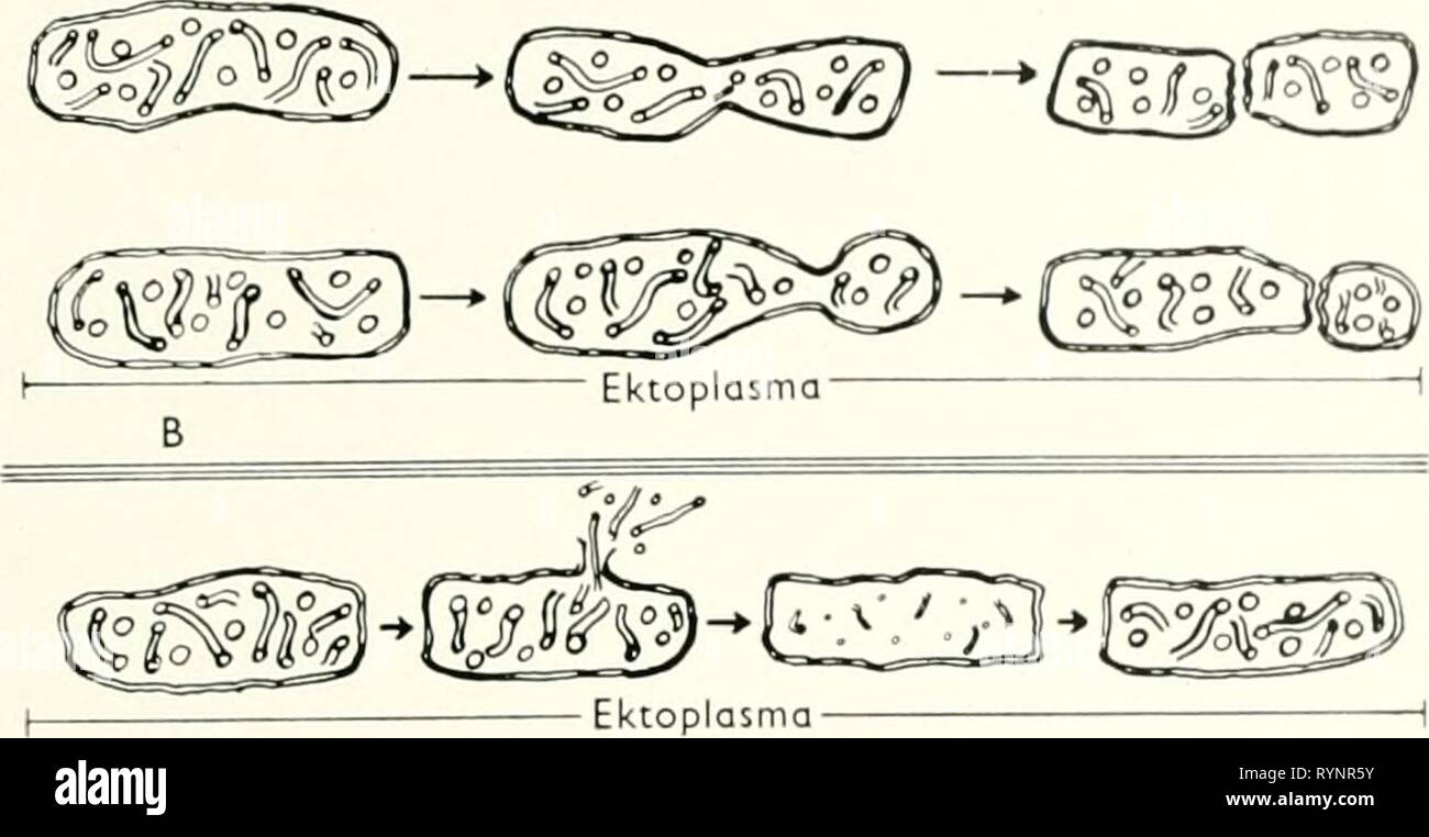 Electron microscopy; proceedings of the Electron microscopy ...