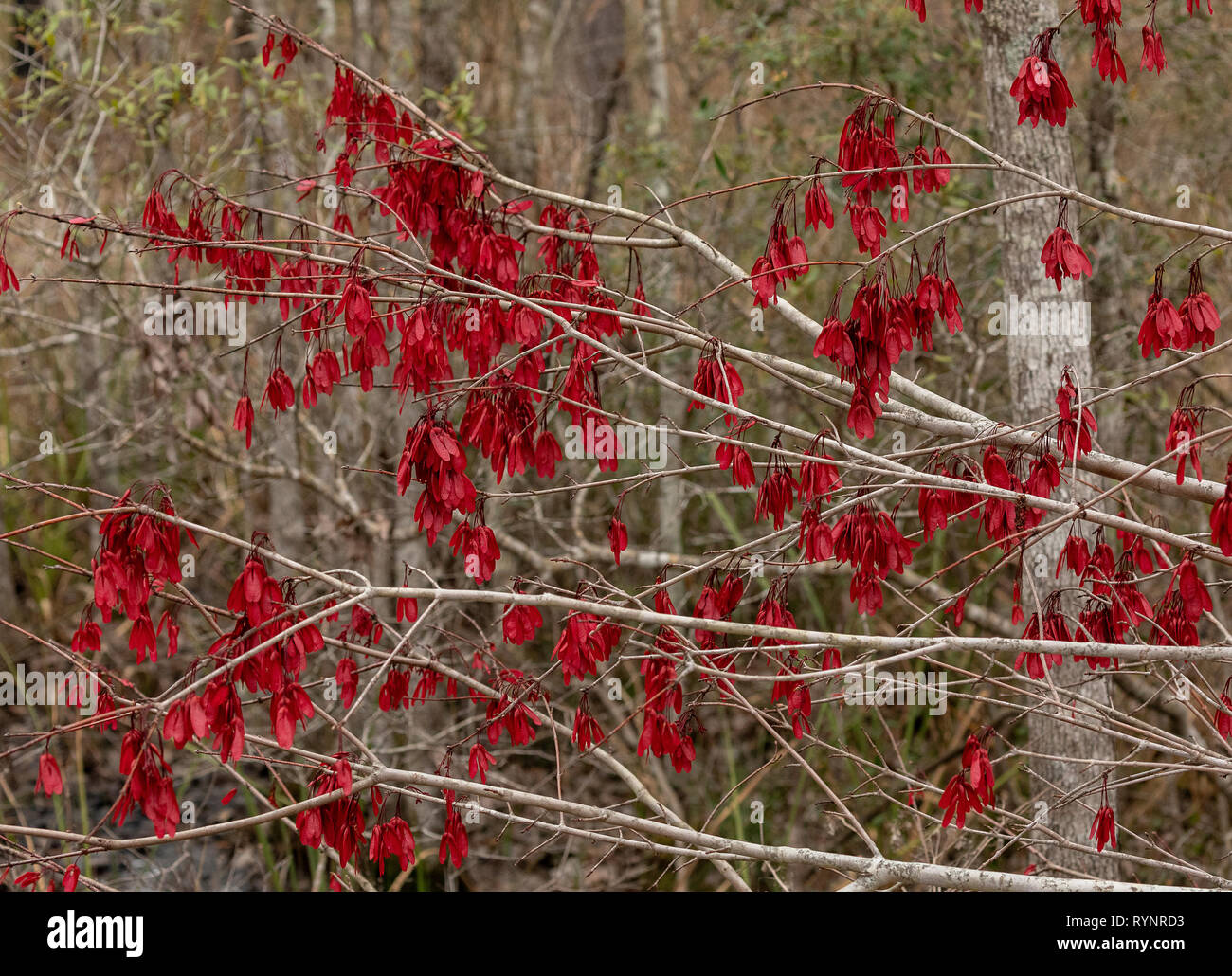 Red maple seeds acer rubrum hi-res stock photography and images - Alamy
