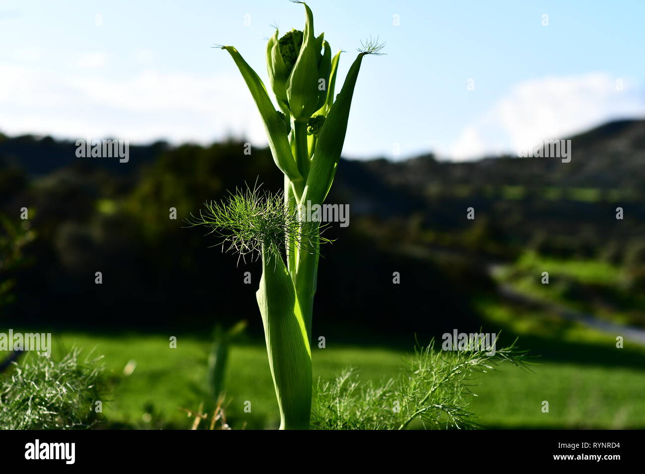 Wide angle wild life hi-res stock photography and images - Alamy