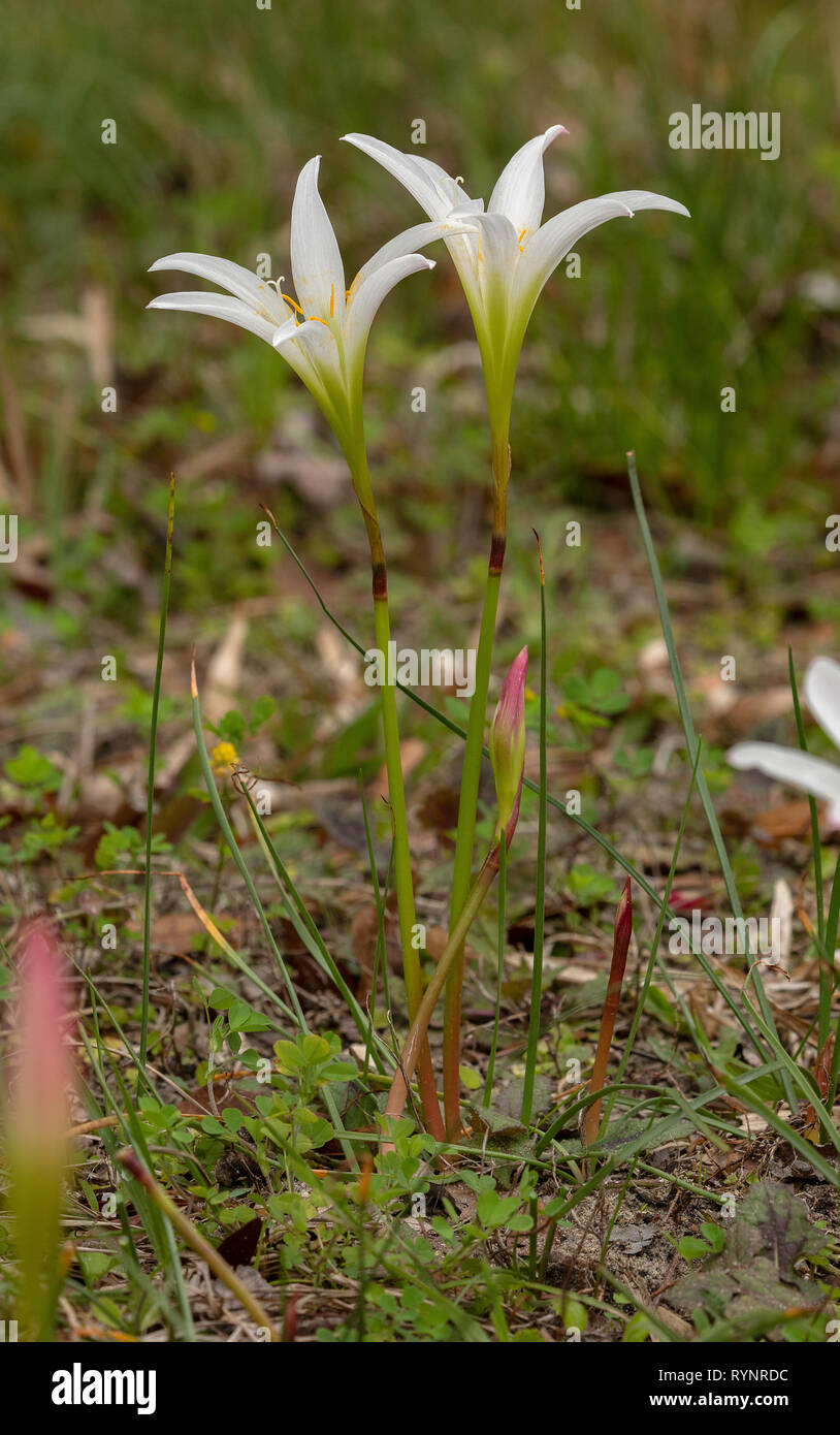 Atamasco lily hi-res stock photography and images - Alamy