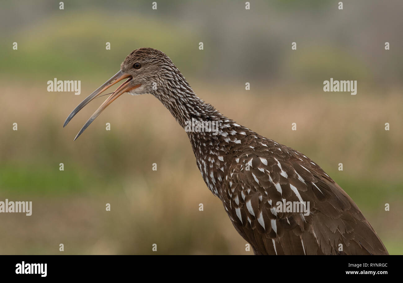 Limpkin, Aramus guarauna, calling; at Sweetwater wetland, Florida Stock ...