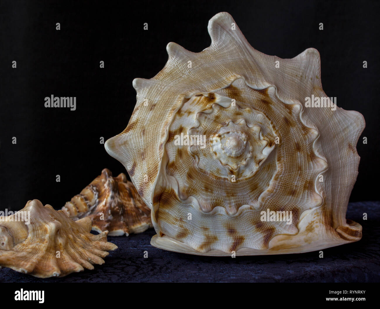 Big cockleshell. Close up snail conch texture Stock Photo - Alamy