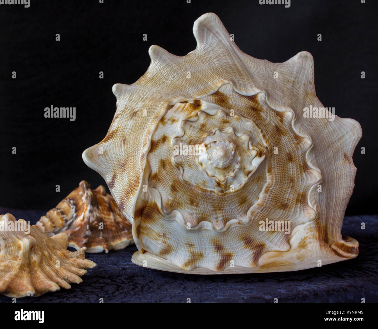 Large sized sea snails shell hi-res stock photography and images - Alamy