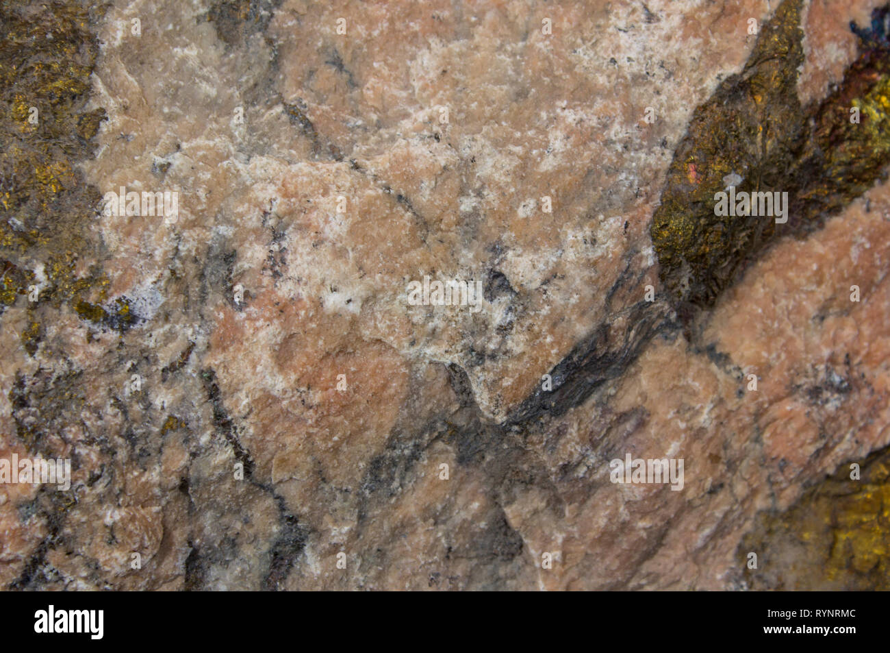 Conch texture hi-res stock photography and images - Alamy