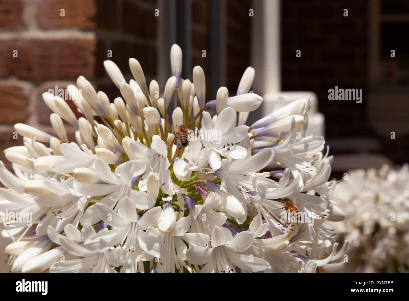 Perennial arctic plant hi-res stock photography and images - Alamy