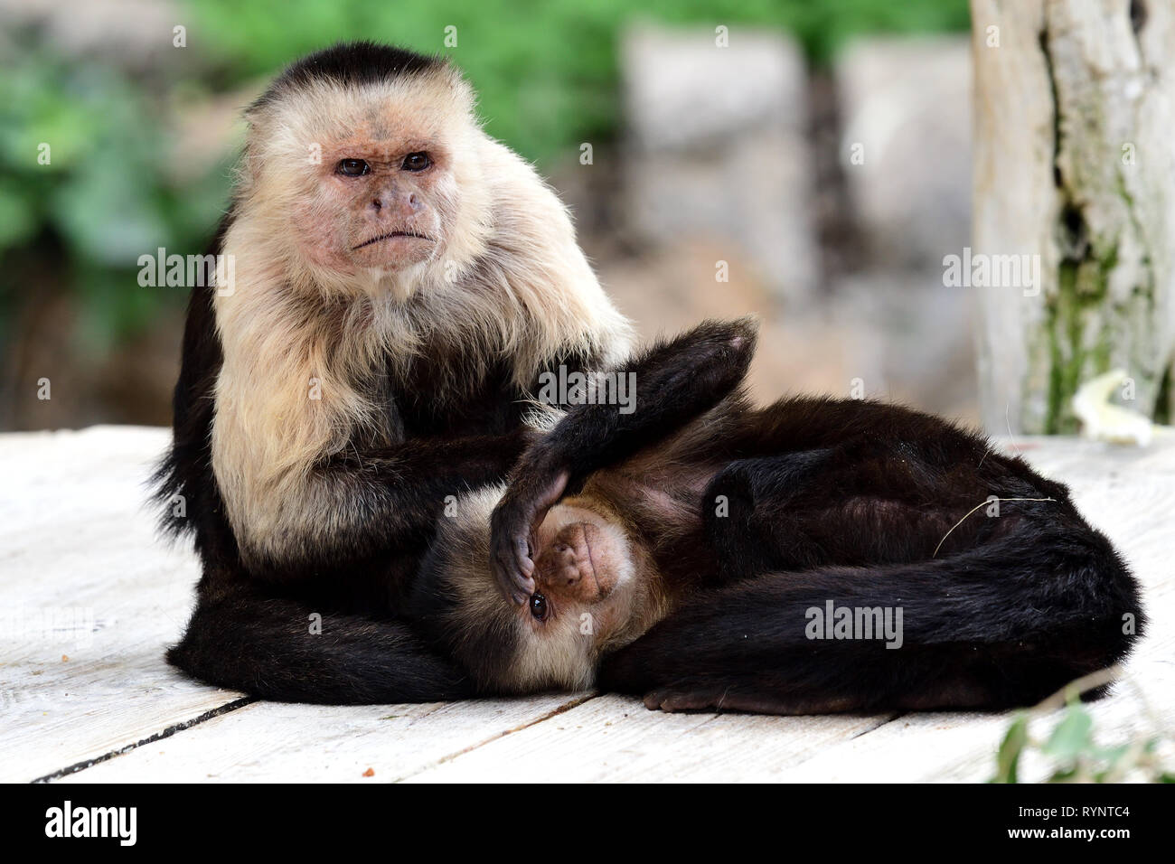 Portrait of two Panamanian white faced capuchin (cebus imitator ...