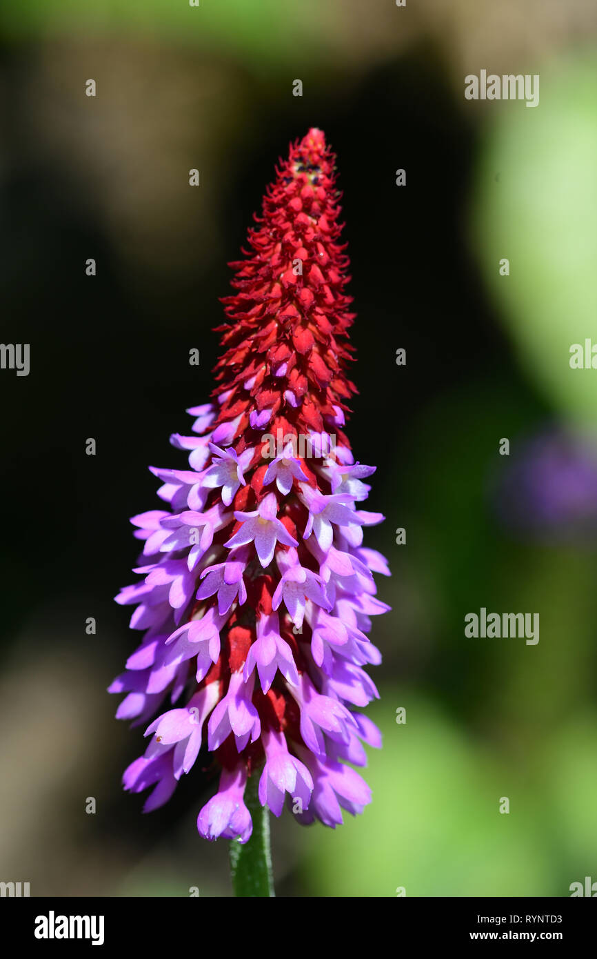 Vials Primrose High Resolution Stock Photography and Images - Alamy