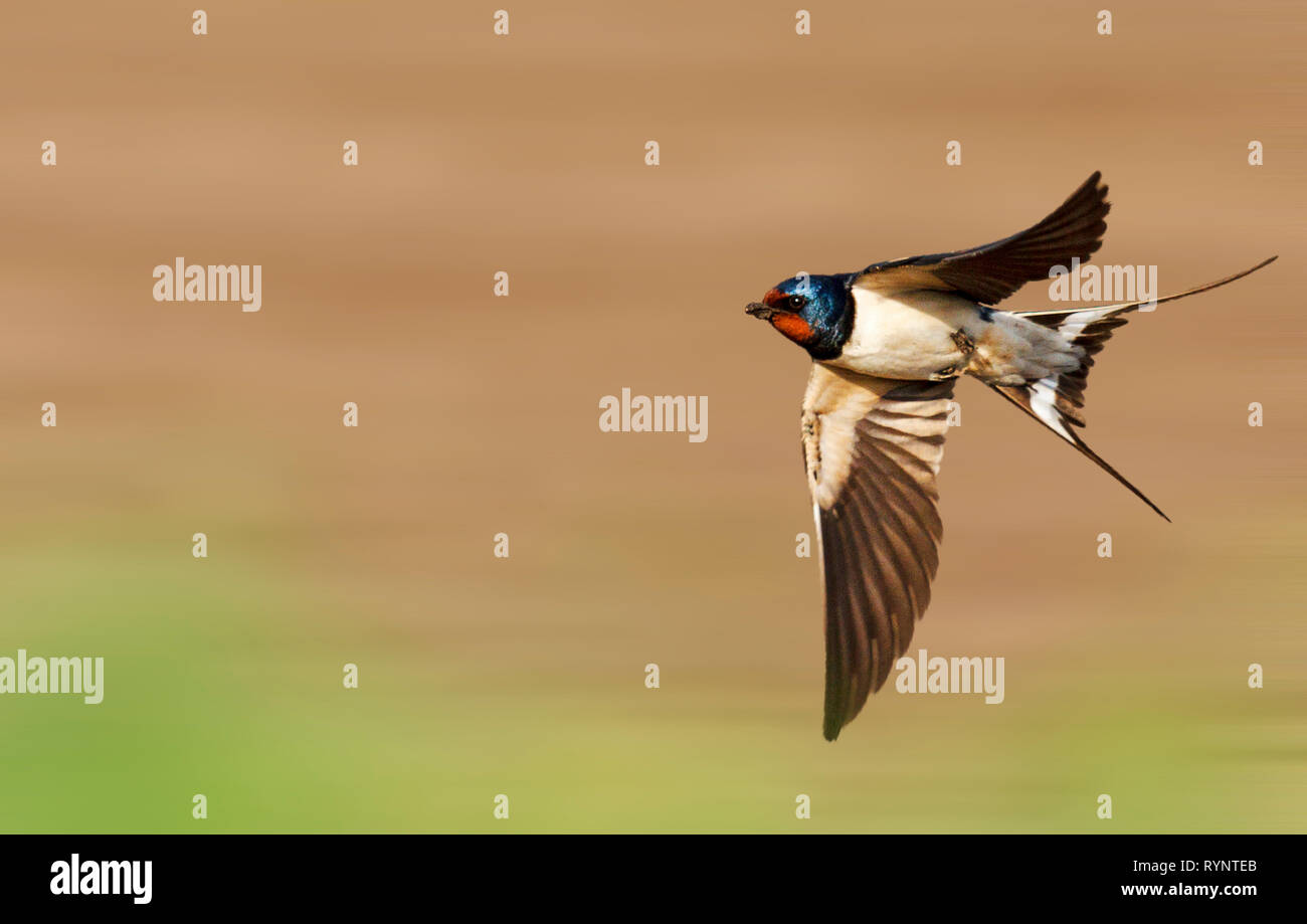 Swallow flies hi-res stock photography and images - Alamy