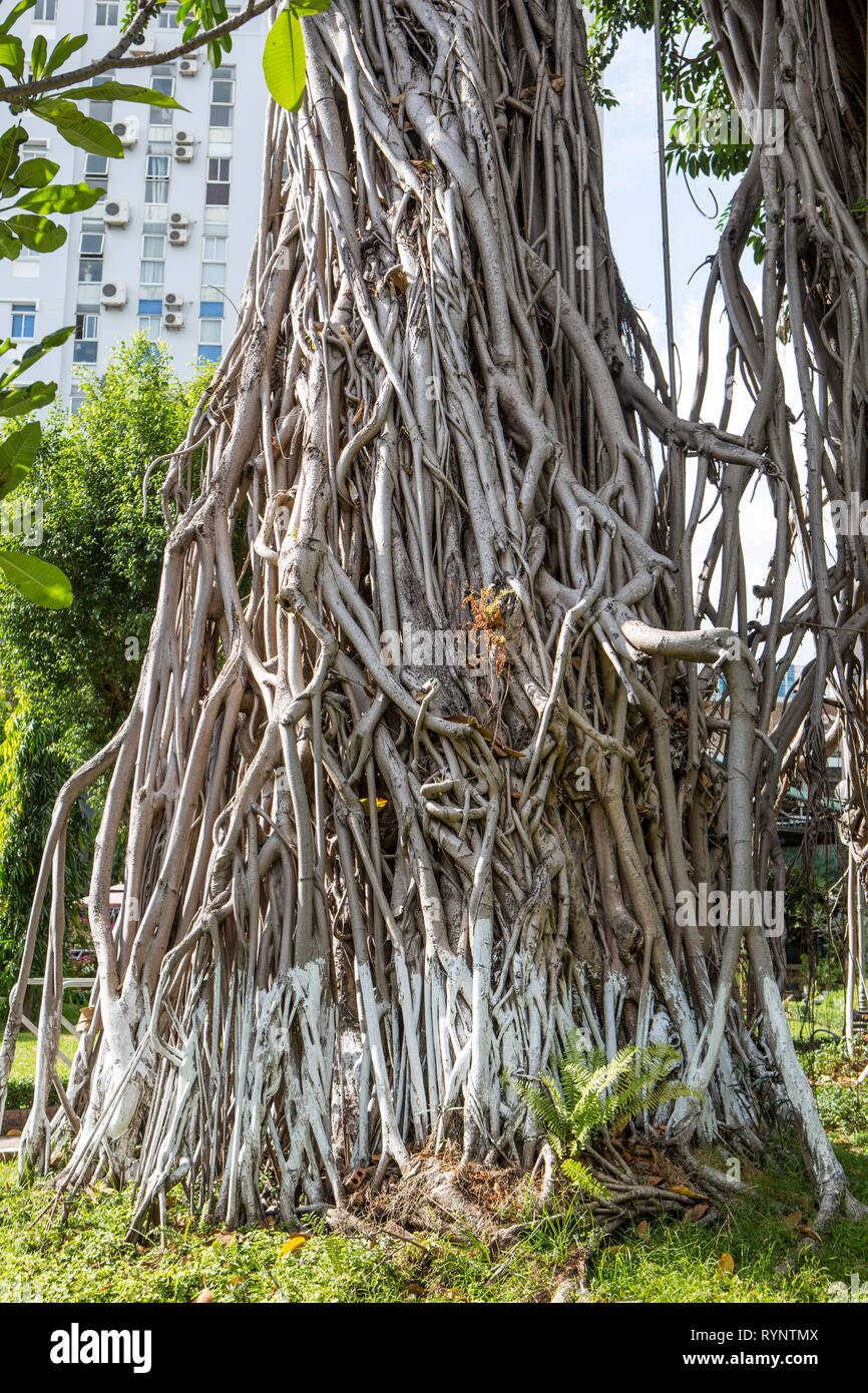 Tung tree hi-res stock photography and images - Alamy