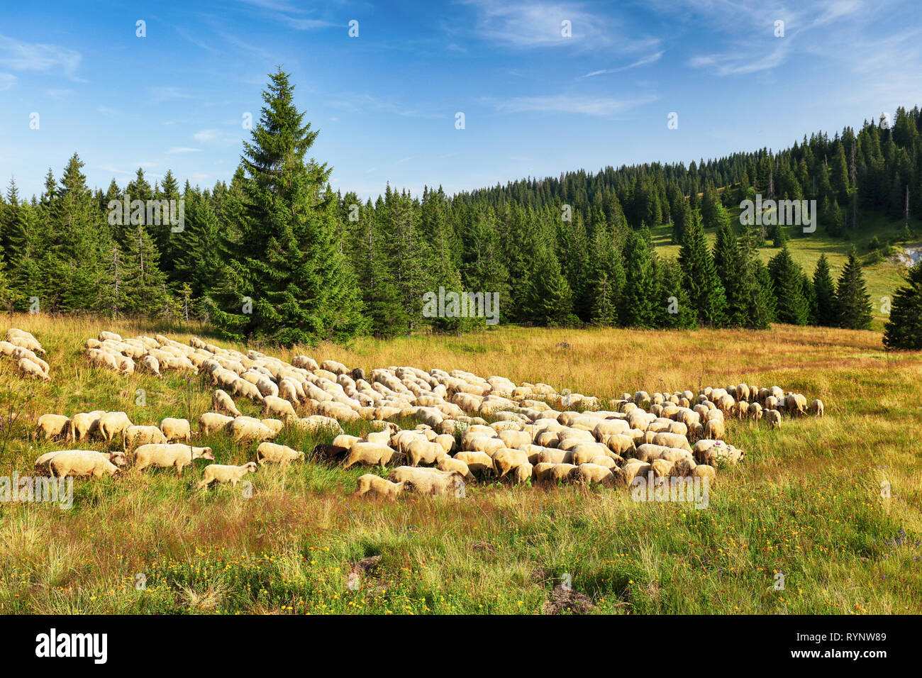 Sheep forest mountains hi-res stock photography and images - Alamy