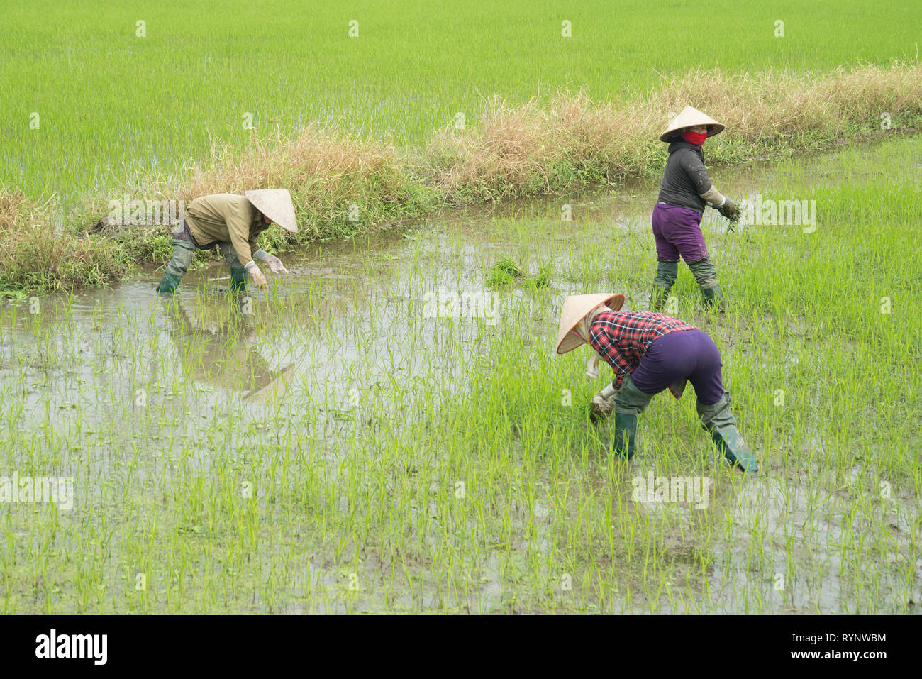Rice workers in Vietnam Stock Photo - Alamy