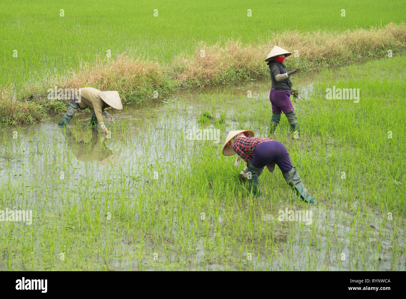 Vietnam planting rice not plant hi-res stock photography and images - Alamy