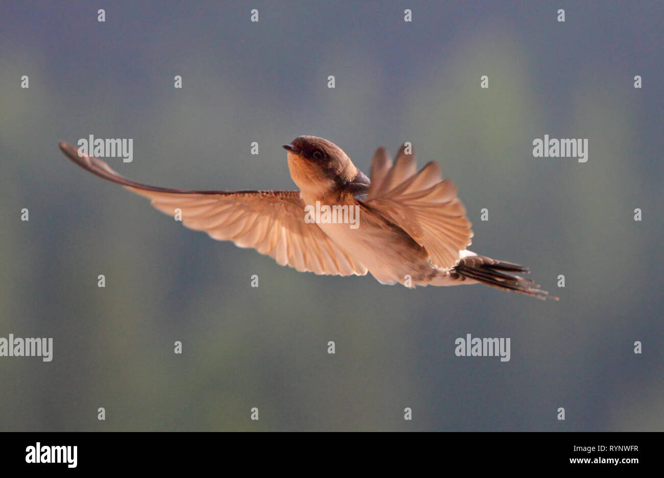 Bird, swallow on flying Stock Photo - Alamy